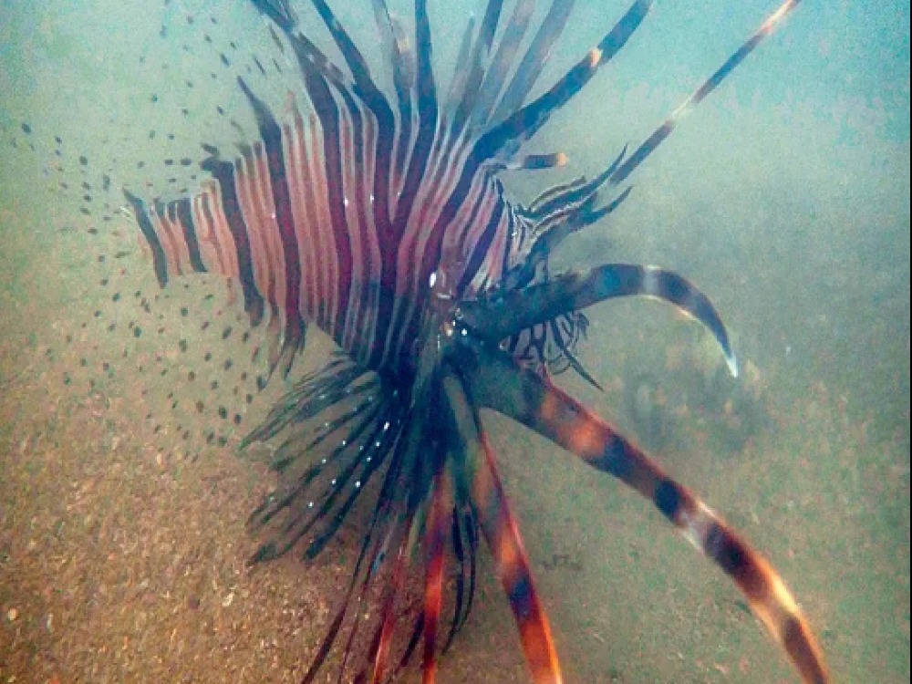 Indian lionfish, a venomous marine species, spotted for the first time ...